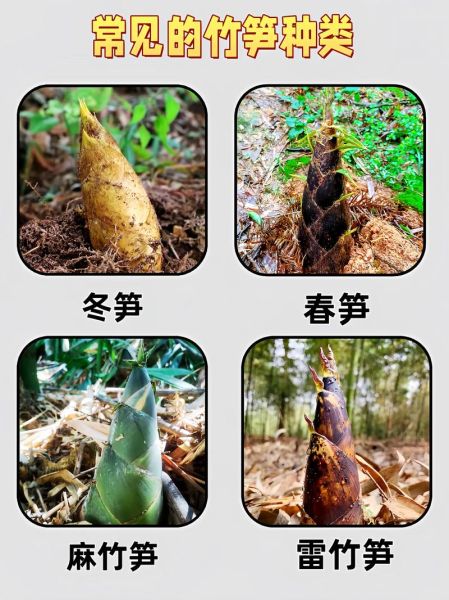 竹笋的种类有哪些_不同竹笋口感区别-第3张图片-山城妙识 竹笋的种类有哪些_不同竹笋口感区别-第3张图片-山城妙识