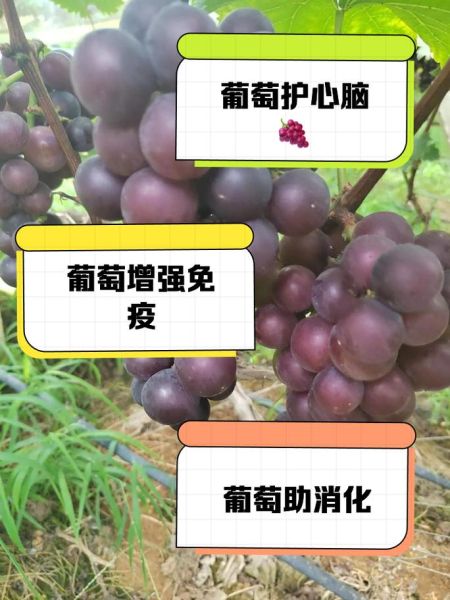 女性吃葡萄的好处和坏处有哪些_葡萄对女性的影响-第3张图片-山城妙识