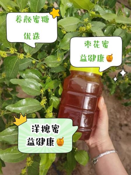 女性喝槐花蜜好还是枣花蜜好_区别与选择-第3张图片-山城妙识