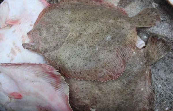 冷冻多宝鱼怎么杀_多宝鱼宰杀视频教程-第2张图片-山城妙识 冷冻多宝鱼怎么杀_多宝鱼宰杀视频教程-第2张图片-山城妙识