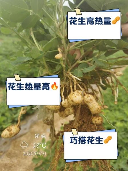 100克花生的热量是多少_减肥能吃吗-第2张图片-山城妙识