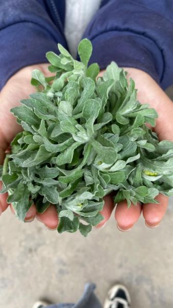 清明果的草叫什么名字_清明果用什么草做才正宗-第1张图片-山城妙识