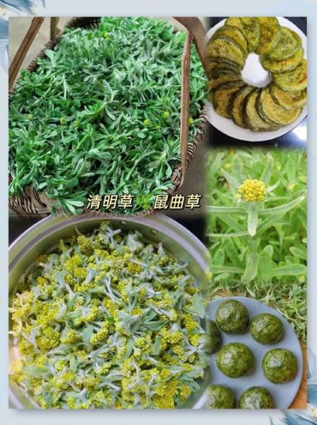 清明果的草叫什么名字_清明果用什么草做才正宗-第2张图片-山城妙识