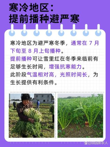 雪里红什么时候种_雪里红种植最佳时间-第2张图片-山城妙识