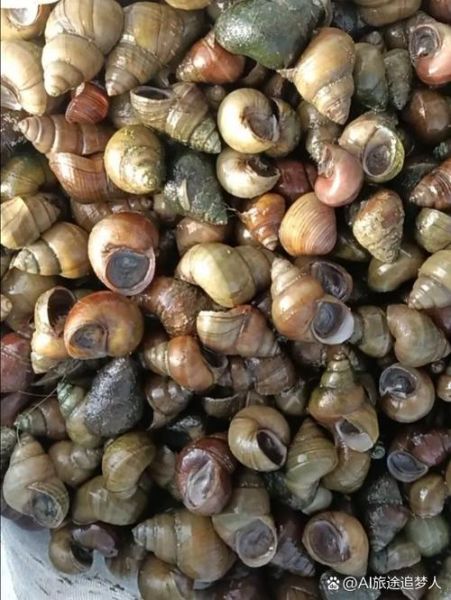 淡水螺的种类有哪些_如何区分常见淡水螺-第1张图片-山城妙识