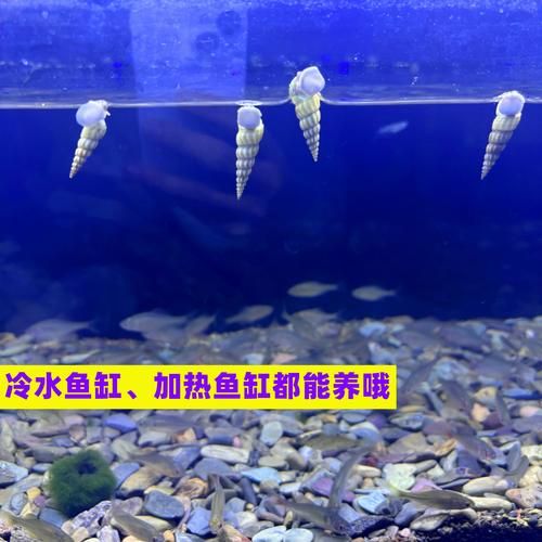 淡水螺的种类有哪些_如何区分常见淡水螺-第2张图片-山城妙识