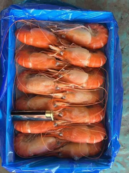 罗氏沼虾多少钱一斤_罗氏沼虾价格为什么波动大-第1张图片-山城妙识