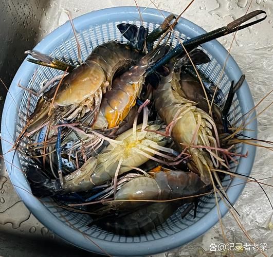 罗氏沼虾多少钱一斤_罗氏沼虾价格为什么波动大-第3张图片-山城妙识