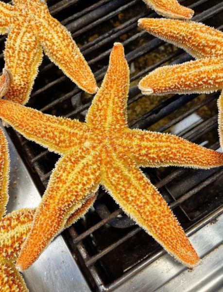 海星可以吃吗_海星怎么吃才安全-第2张图片-山城妙识 海星可以吃吗_海星怎么吃才安全-第2张图片-山城妙识