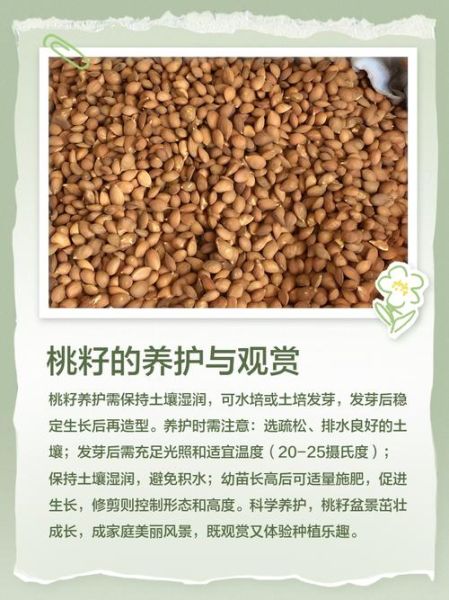 桃子核怎么种才会发芽_桃子种子发芽最快方法-第2张图片-山城妙识