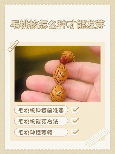 桃子核怎么种才会发芽_桃子种子发芽最快方法-第1张图片-山城妙识