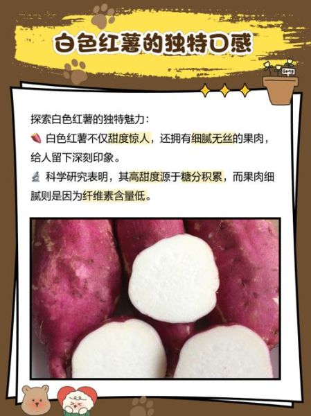 白薯长什么样_白薯和红薯的区别-第2张图片-山城妙识