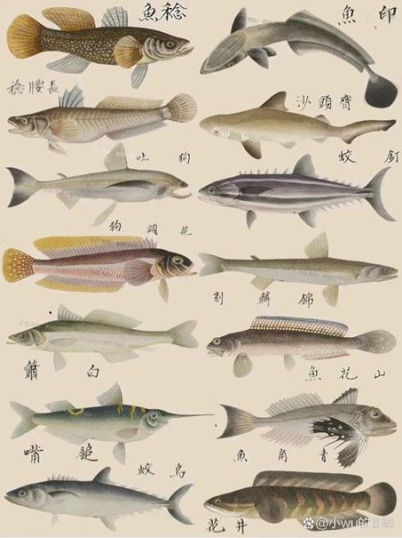海鱼种类图片和名字卡通_如何快速记住-第3张图片-山城妙识