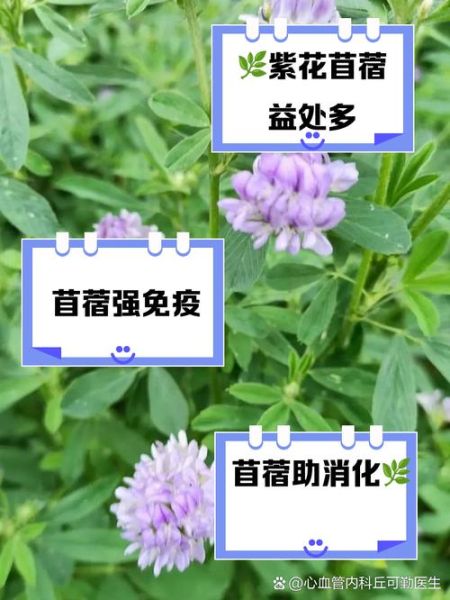 苜蓿草的功效与作用_苜蓿草怎么吃最好-第1张图片-山城妙识