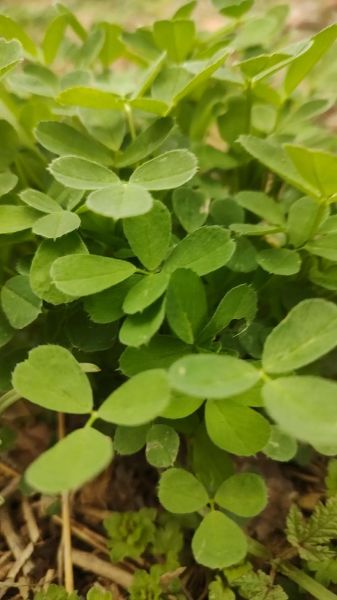 苜蓿草的功效与作用_苜蓿草怎么吃最好-第2张图片-山城妙识