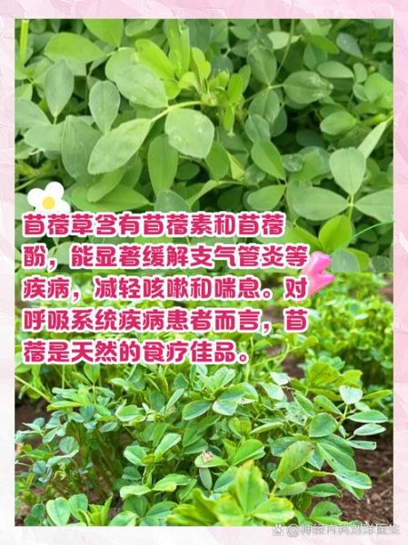 苜蓿草的功效与作用_苜蓿草怎么吃最好-第3张图片-山城妙识