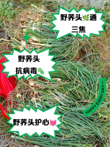 荞头图片_荞头的作用与功效有哪些-第1张图片-山城妙识 荞头图片_荞头的作用与功效有哪些-第1张图片-山城妙识