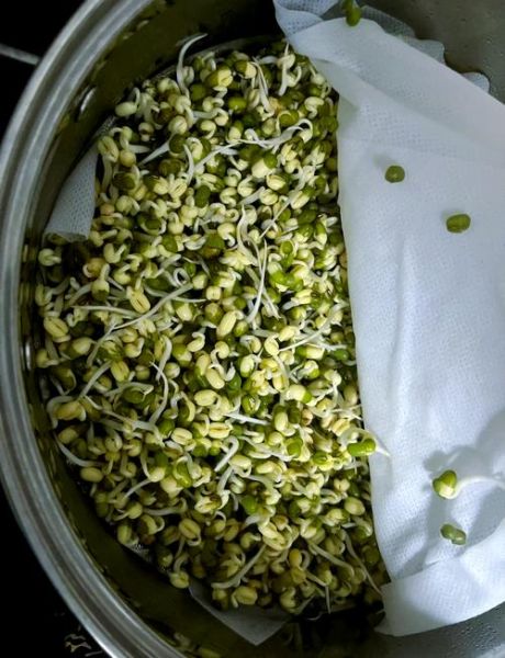 绿豆泡了10几个小时还能吃吗_如何正确保存泡发的绿豆-第2张图片-山城妙识 绿豆泡了10几个小时还能吃吗_如何正确保存泡发的绿豆-第2张图片-山城妙识