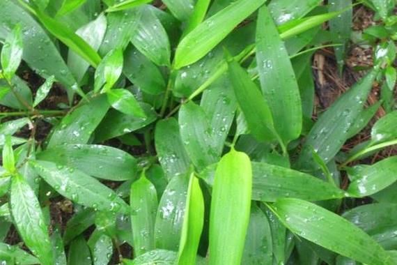 竹叶草图片_竹叶草长什么样-第1张图片-山城妙识