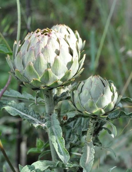 洋蓟怎么挑选_洋蓟怎么吃最营养-第2张图片-山城妙识 洋蓟怎么挑选_洋蓟怎么吃最营养-第2张图片-山城妙识