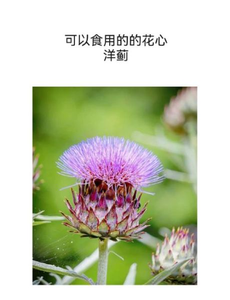 洋蓟怎么挑选_洋蓟怎么吃最营养-第1张图片-山城妙识 洋蓟怎么挑选_洋蓟怎么吃最营养-第1张图片-山城妙识