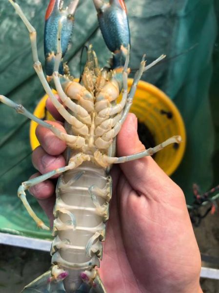 澳洲淡水龙虾多少钱一斤_2024最新批发价-第1张图片-山城妙识