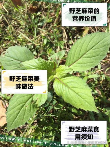 芝麻菜怎么种_芝麻菜种植时间和方法-第1张图片-山城妙识 芝麻菜怎么种_芝麻菜种植时间和方法-第1张图片-山城妙识