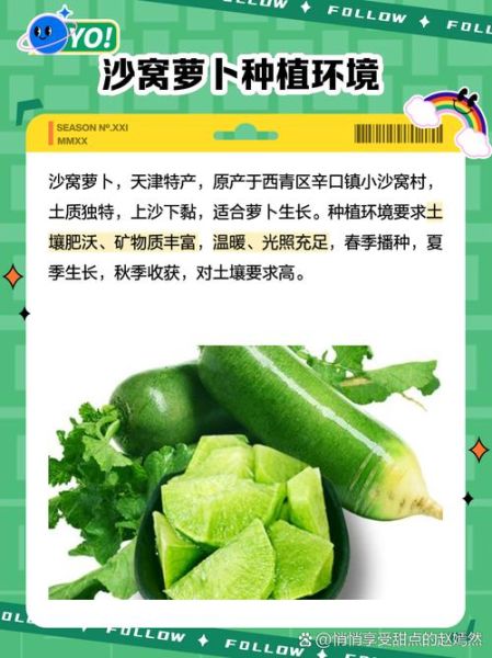 沙窝萝卜什么时候种植_沙窝萝卜种植技术与管理-第3张图片-山城妙识