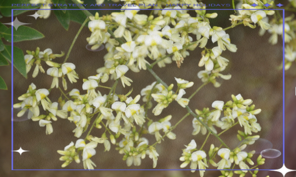 国槐花图片_国槐花与洋槐区别-第3张图片-山城妙识