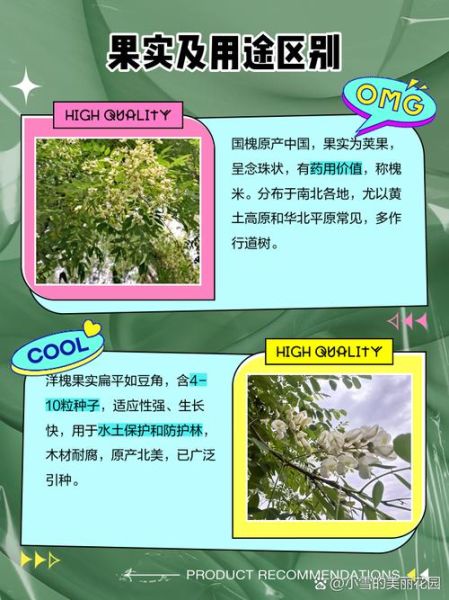 国槐花图片_国槐花与洋槐区别-第1张图片-山城妙识