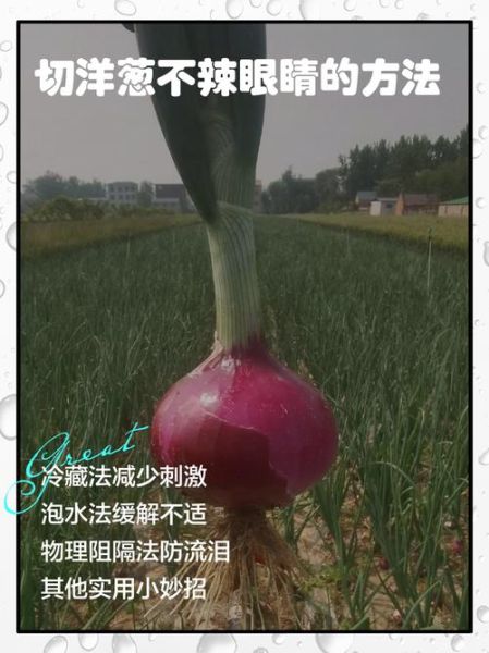 切洋葱不流泪的方法_洋葱怎么切才不辣眼睛-第3张图片-山城妙识