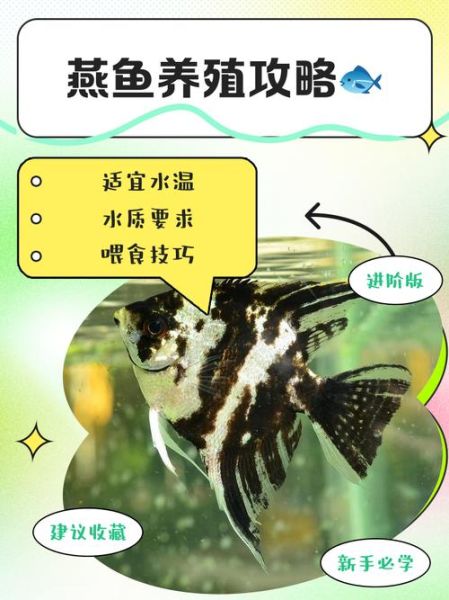 燕鱼繁殖正确方法_燕鱼繁殖失败原因-第1张图片-山城妙识 燕鱼繁殖正确方法_燕鱼繁殖失败原因-第1张图片-山城妙识