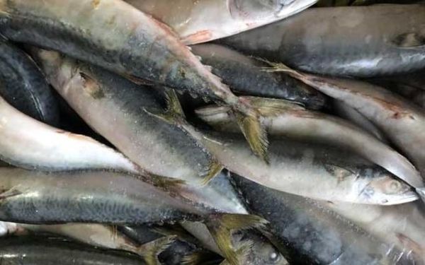 乌鸡鲅鱼表情包什么意思_如何正确使用-第1张图片-山城妙识 乌鸡鲅鱼表情包什么意思_如何正确使用-第1张图片-山城妙识