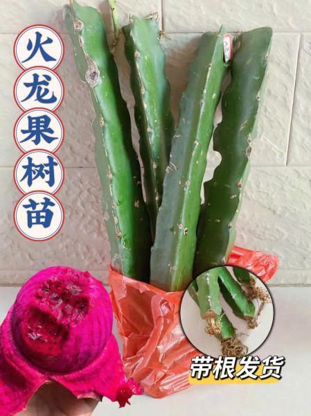 火龙果树能活多久_火龙果树寿命多长-第2张图片-山城妙识