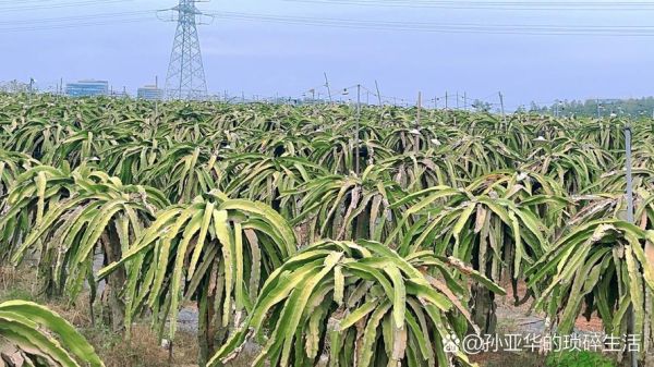 火龙果树能活多久_火龙果树寿命多长-第3张图片-山城妙识