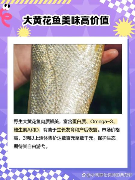 正宗野生大黄鱼多少钱一斤_如何分辨真假-第3张图片-山城妙识
