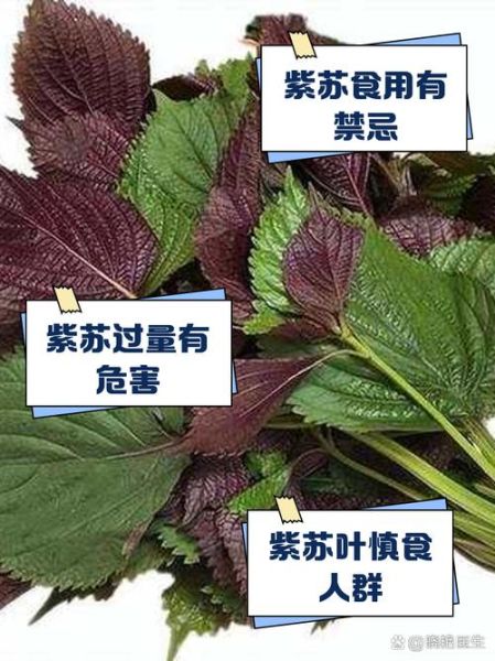 紫苏禁忌人群_哪些人不能吃紫苏-第1张图片-山城妙识 紫苏禁忌人群_哪些人不能吃紫苏-第1张图片-山城妙识