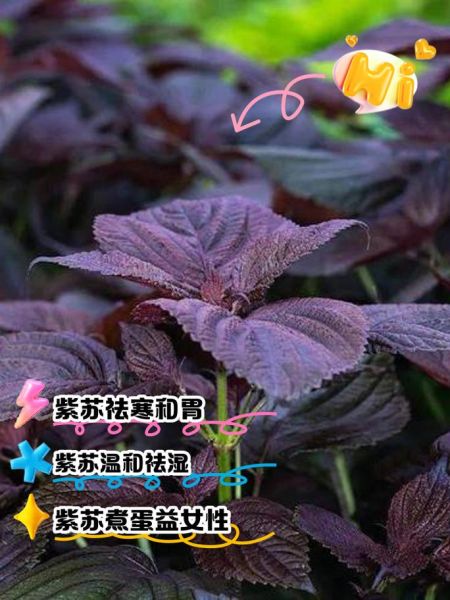 紫苏禁忌人群_哪些人不能吃紫苏-第2张图片-山城妙识 紫苏禁忌人群_哪些人不能吃紫苏-第2张图片-山城妙识