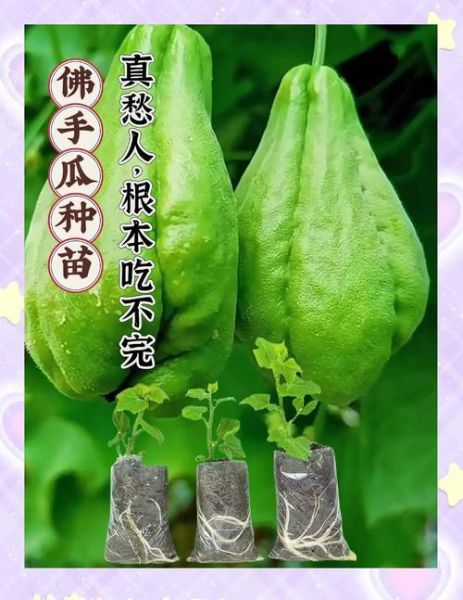 佛手瓜苗怎么炒好吃_佛手瓜苗的做法大全-第2张图片-山城妙识