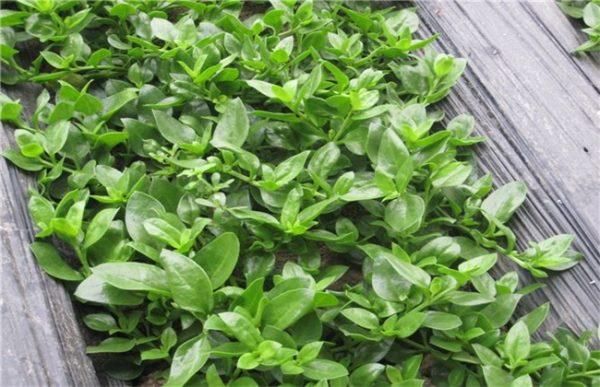 田七图片大全_田七长什么样-第3张图片-山城妙识