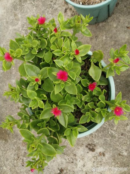 田七图片大全_田七长什么样-第1张图片-山城妙识