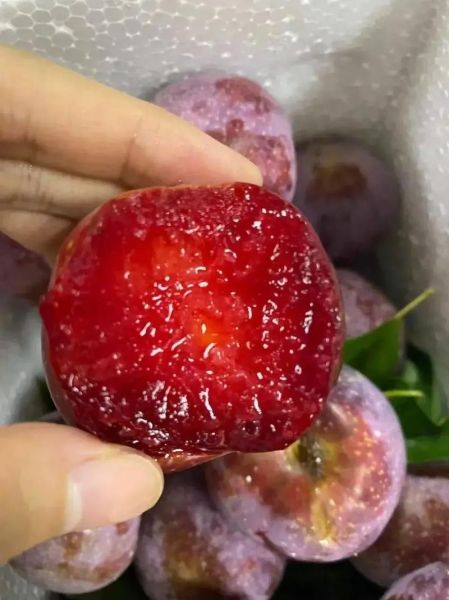 三华李怎么挑选_三华李产地哪里最正宗-第1张图片-山城妙识