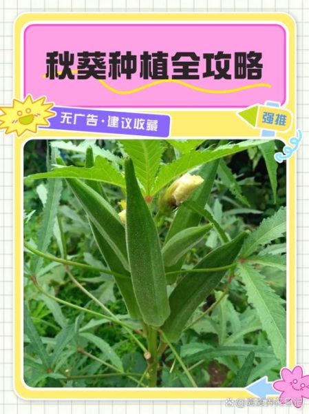 秋葵种植技术_秋葵种植注意事项-第1张图片-山城妙识 秋葵种植技术_秋葵种植注意事项-第1张图片-山城妙识
