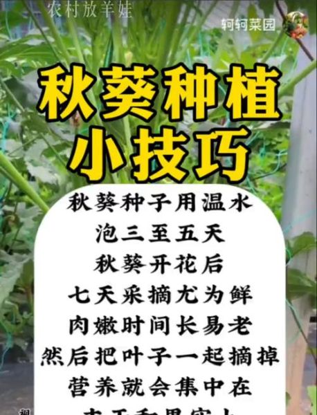 秋葵种植技术_秋葵种植注意事项-第3张图片-山城妙识 秋葵种植技术_秋葵种植注意事项-第3张图片-山城妙识