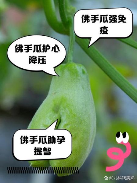 佛手瓜能生吃吗_佛手瓜皮能吃吗-第2张图片-山城妙识 佛手瓜能生吃吗_佛手瓜皮能吃吗-第2张图片-山城妙识