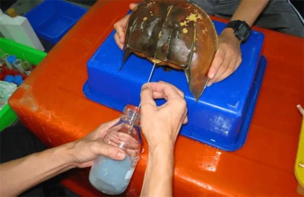 鲎的血液为什么蓝色_鲎试剂价格多少钱-第2张图片-山城妙识