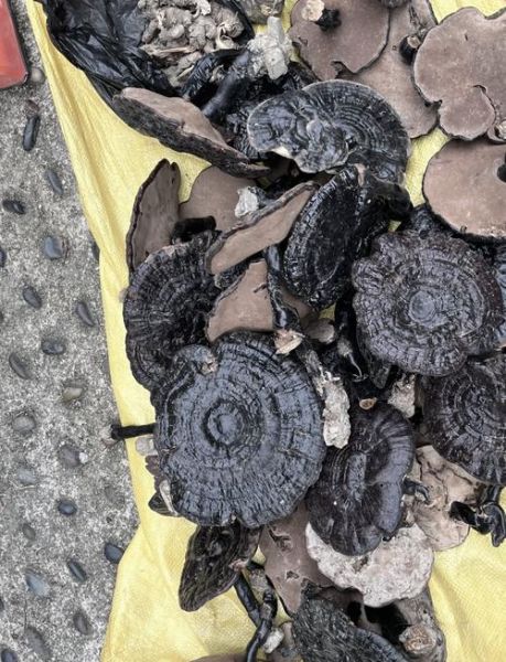 真假灵芝的区别图片_如何辨别野生灵芝-第3张图片-山城妙识