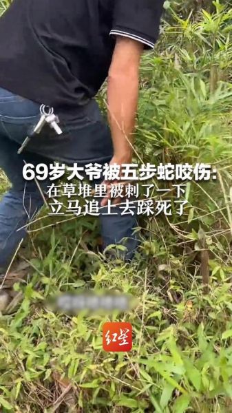 五步蛇咬了多久会死_被咬后黄金抢救时间-第3张图片-山城妙识 五步蛇咬了多久会死_被咬后黄金抢救时间-第3张图片-山城妙识