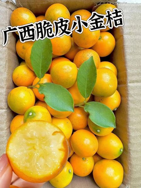 小金桔怎么保存_小金桔能放多久-第3张图片-山城妙识