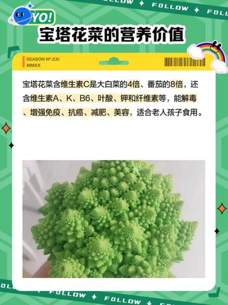 宝塔菜怎么种_宝塔菜和宝塔花菜区别-第1张图片-山城妙识 宝塔菜怎么种_宝塔菜和宝塔花菜区别-第1张图片-山城妙识